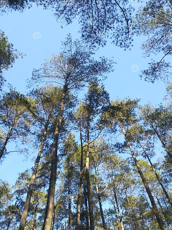 Natural forest pinis stock photo. Image of pinis, forest - 314017314