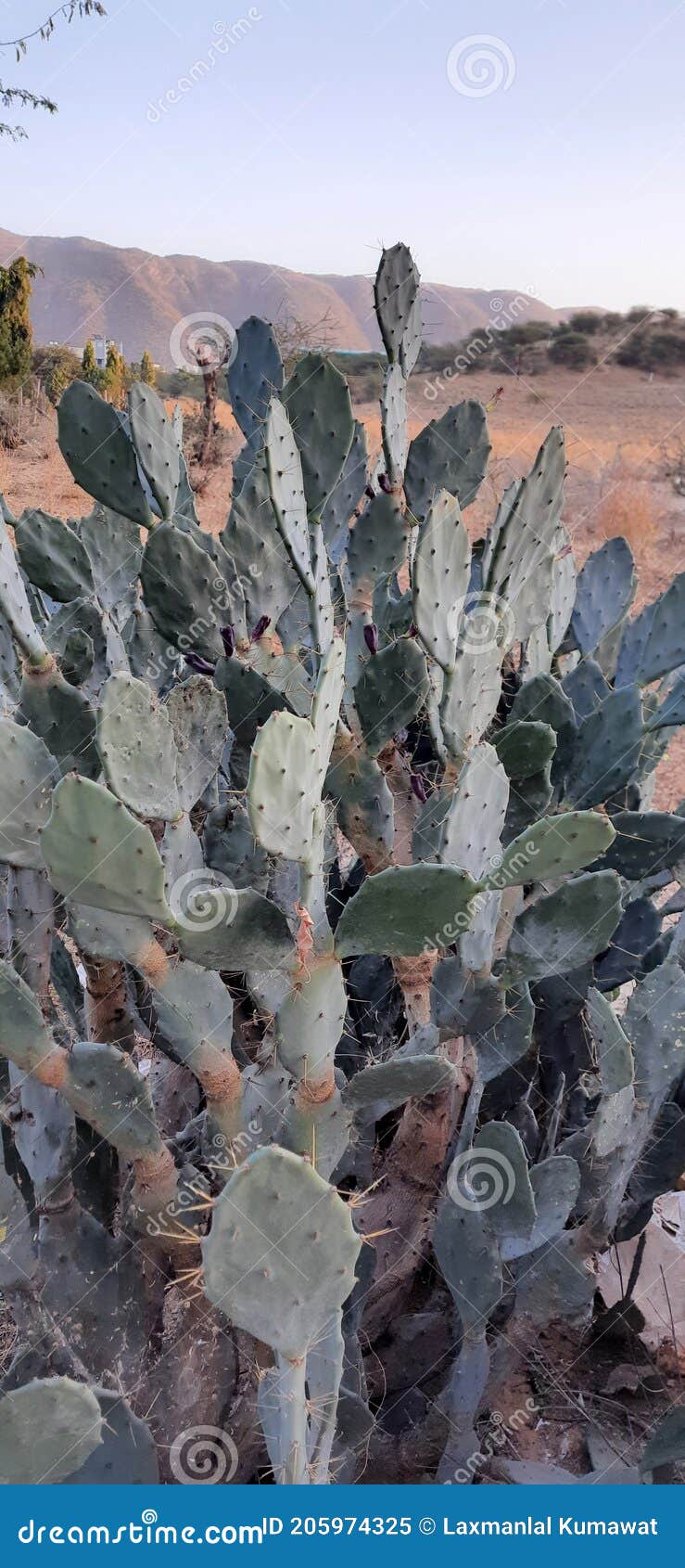 Natural Forest Plant.and Prickly! Stock Image - Image of plant ...