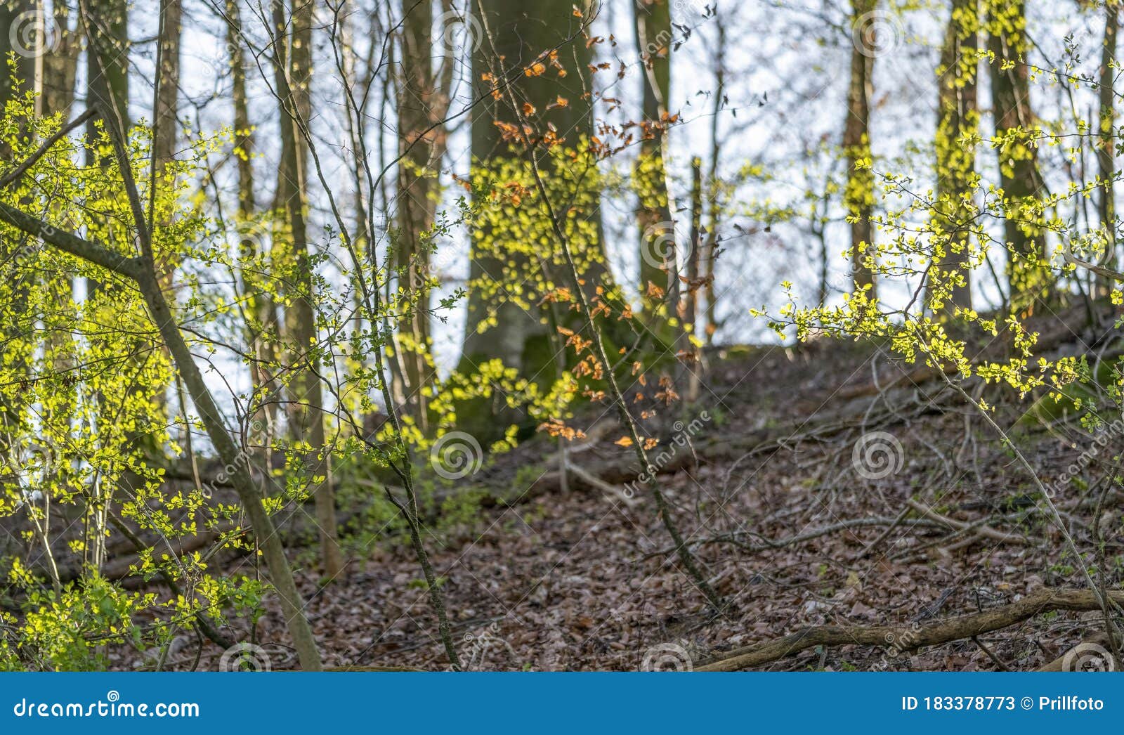 Forest Scenery at Early Spring Time Stock Image - Image of fresh, sunny ...
