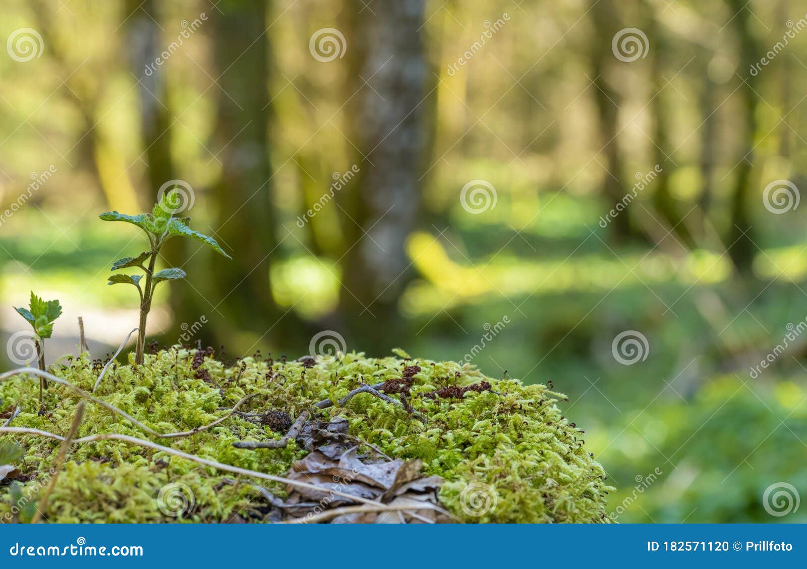 Natural Forest Scenery at Early Spring Time Stock Photo - Image of ...