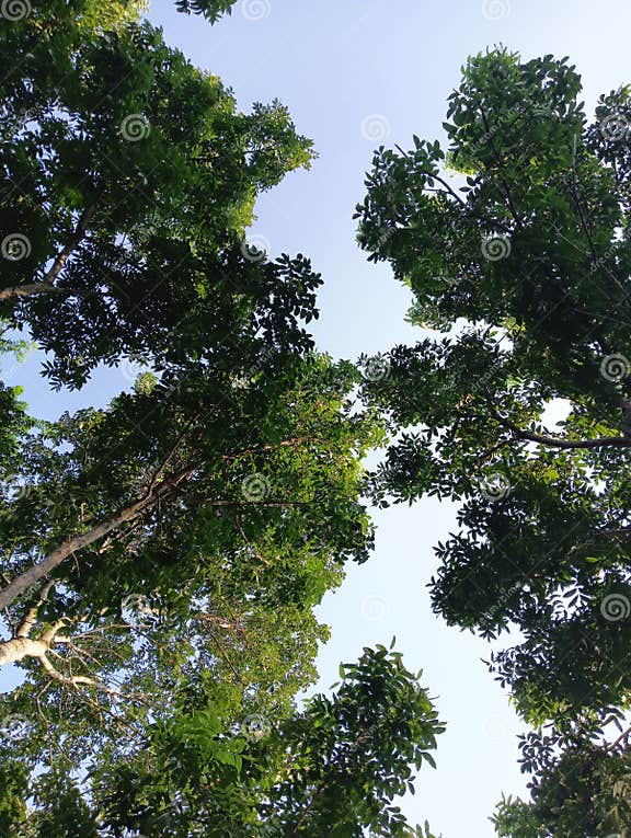 Natural Forest with Sky View Stock Photo - Image of jungle, garden ...