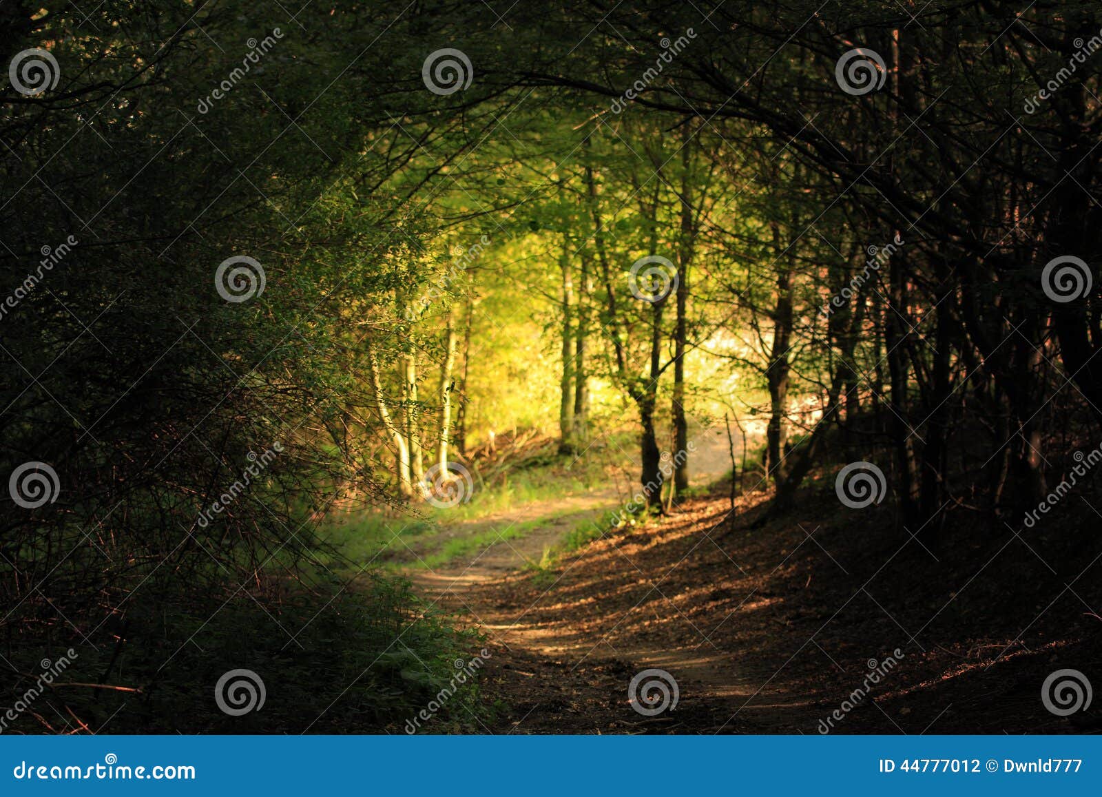 Natural forest tunnel road stock photo. Image of summer - 44777012