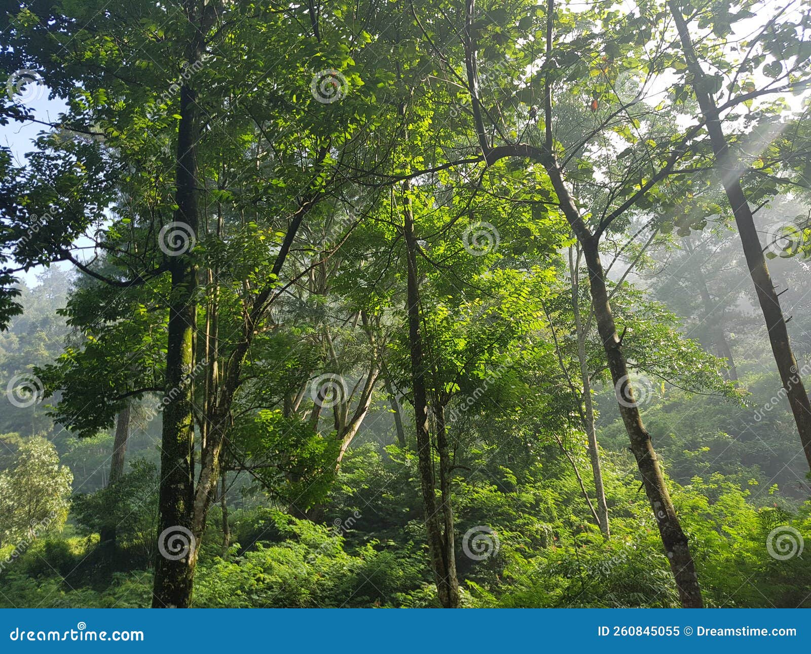 Natural Forest view stock image. Image of deciduous - 260845055