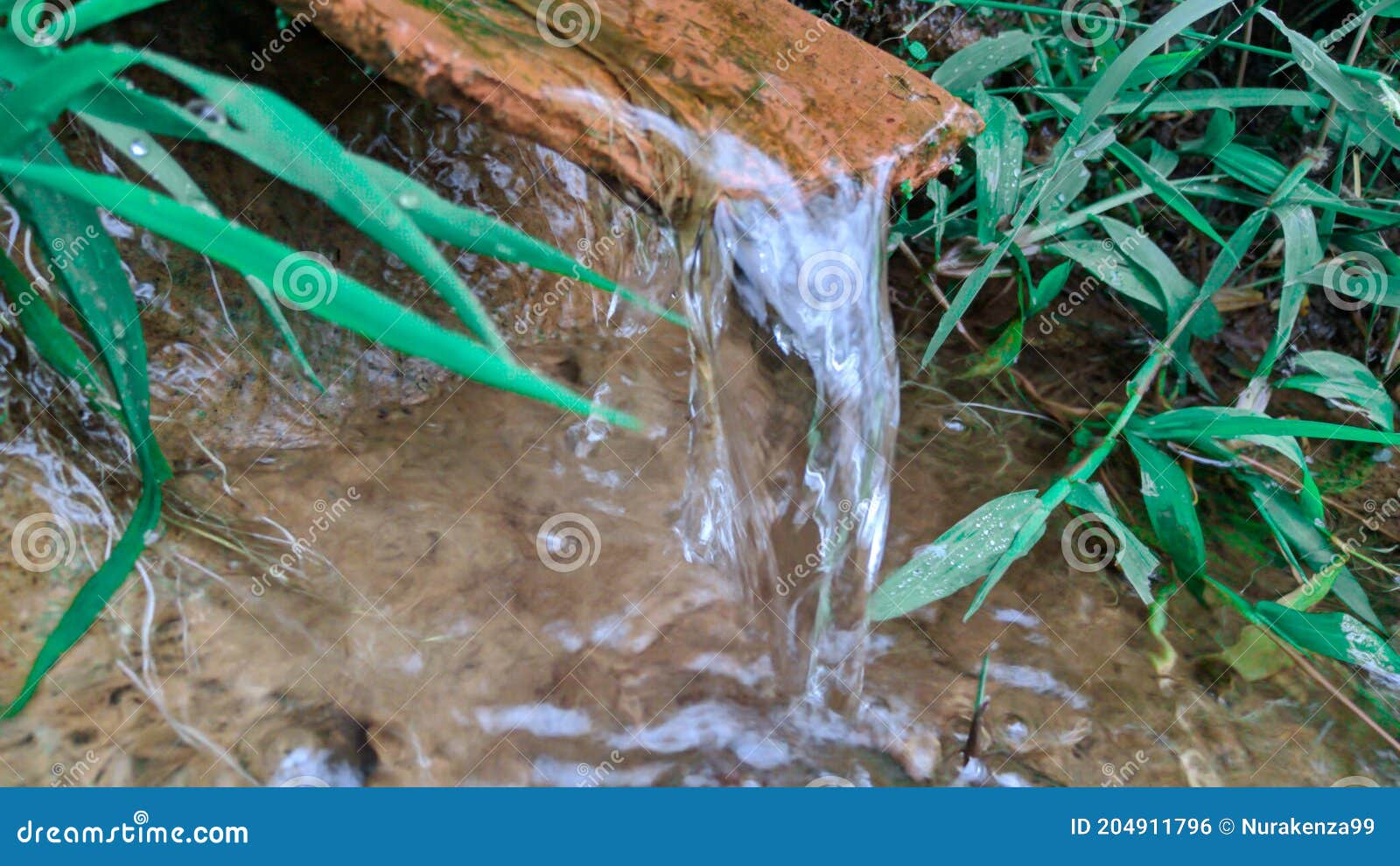 Natural Forest Water Sources Stock Photo - Image of tree, woodland ...