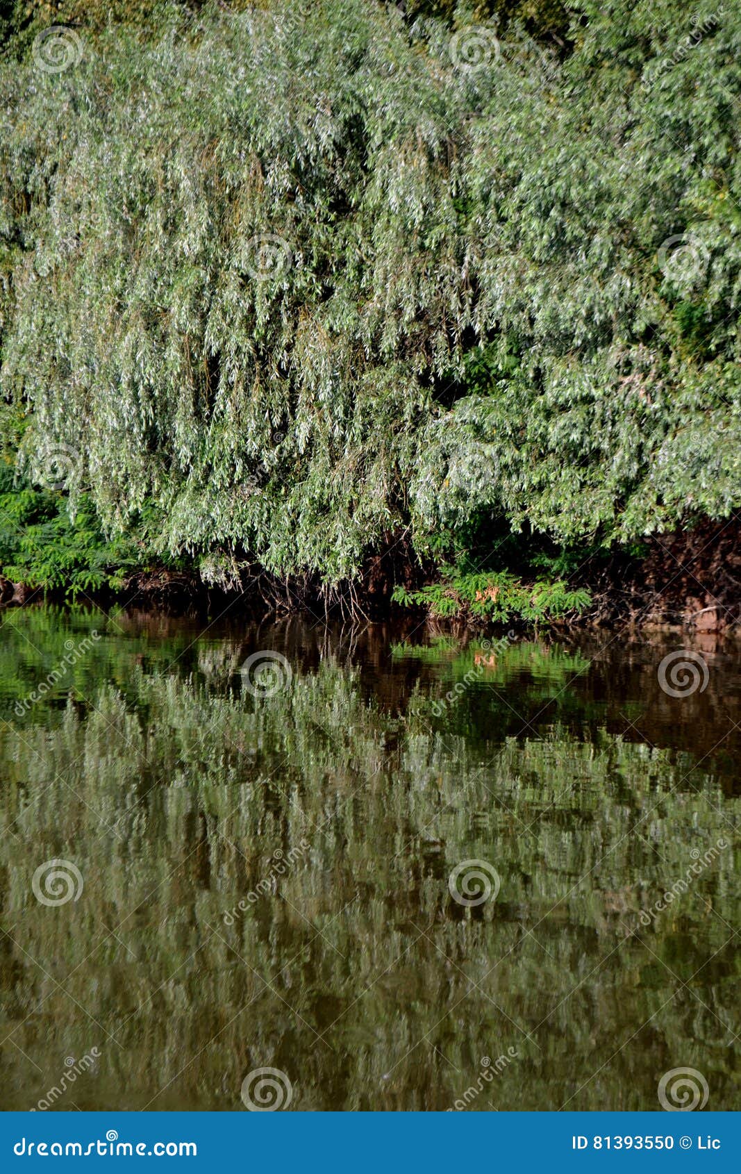 Natural Forest of Willow Trees Stock Photo - Image of danube, willows ...