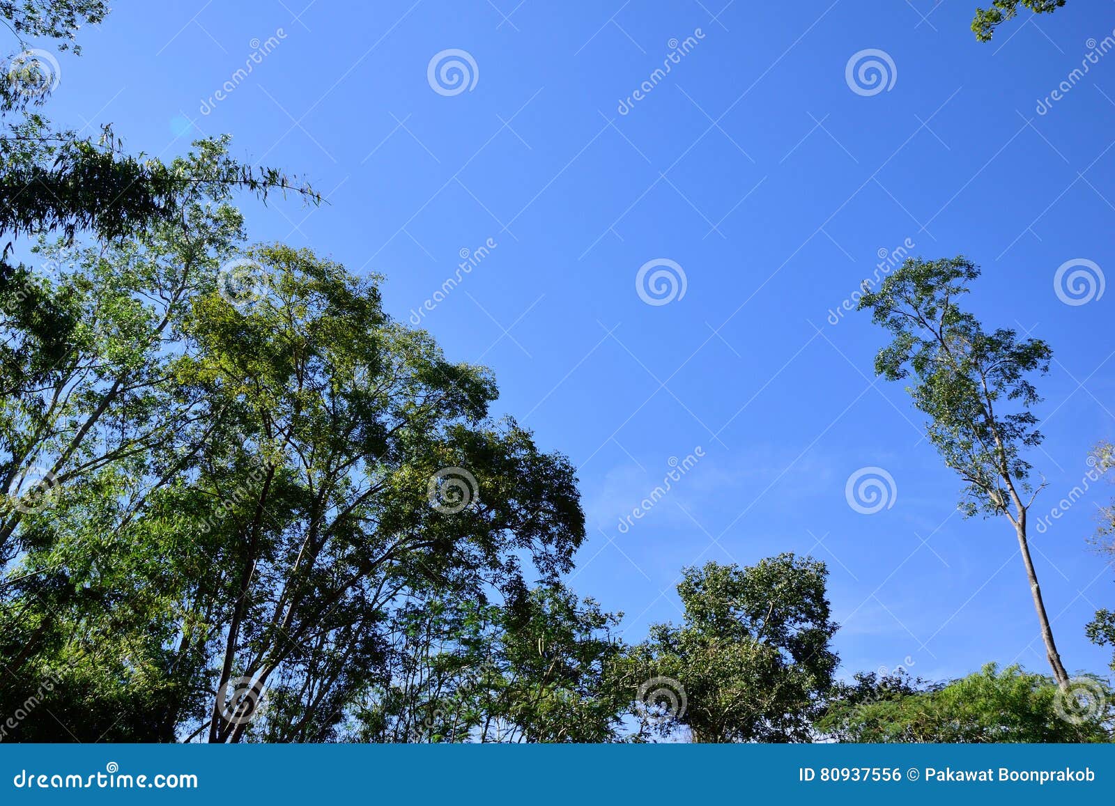 Natural frame stock photo. Image of biome, beautiful - 80937556