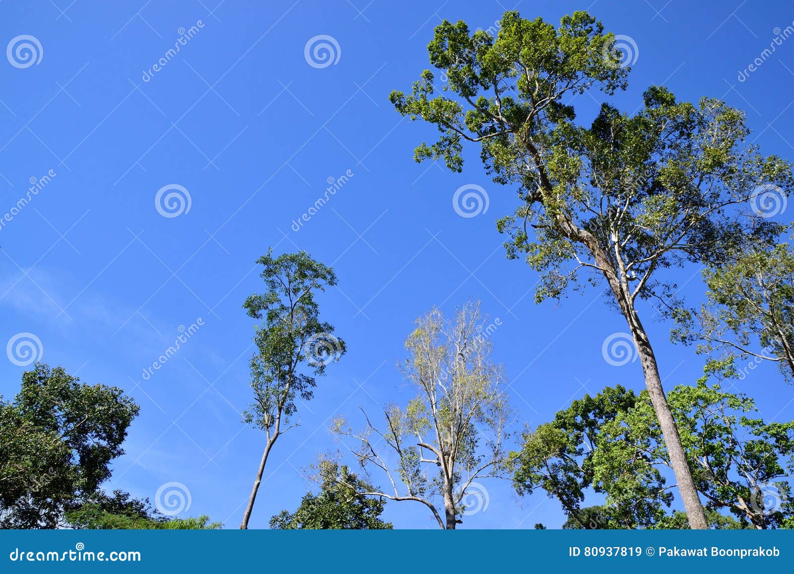 Natural frame stock image. Image of meet, biome, trees - 80937819
