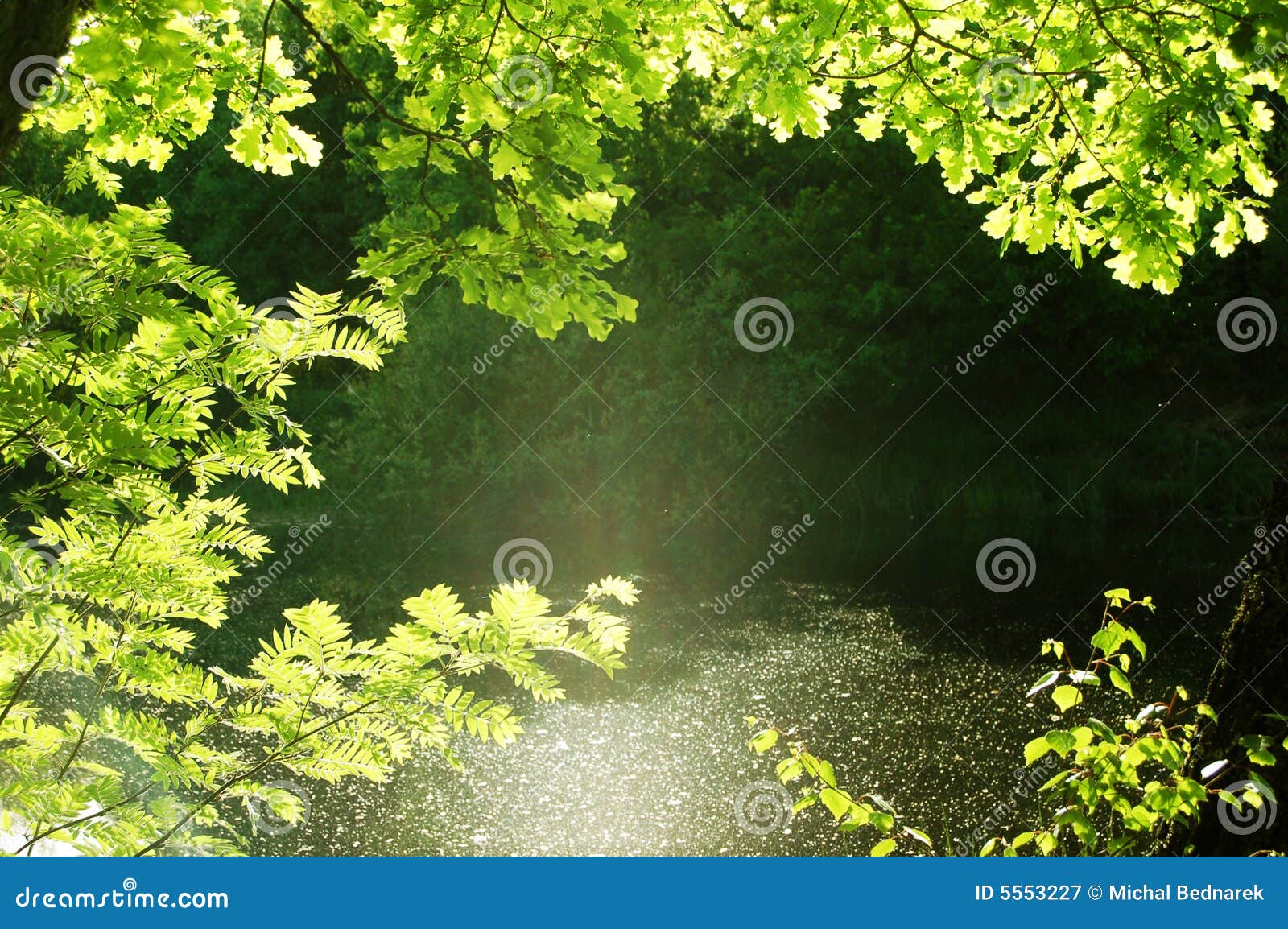 Natural frame forest stock image. Image of peace, park - 5553227