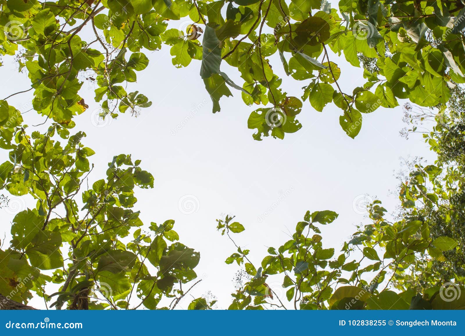 Frame of leaves and sky stock image. Image of natural - 102838255