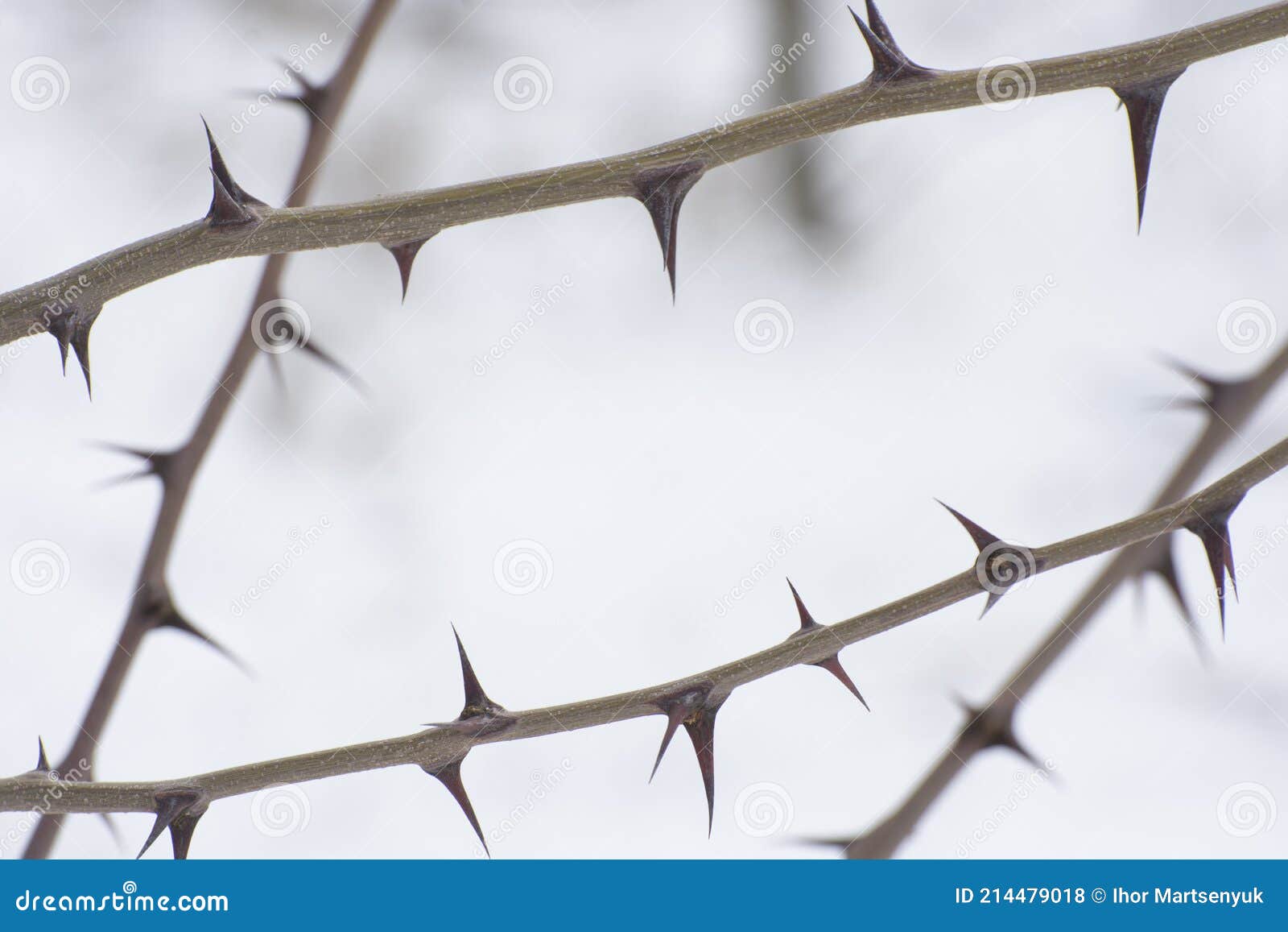 Natural Frame of Sharp Thorns. Thorny Branches of a Tree Stock Photo ...