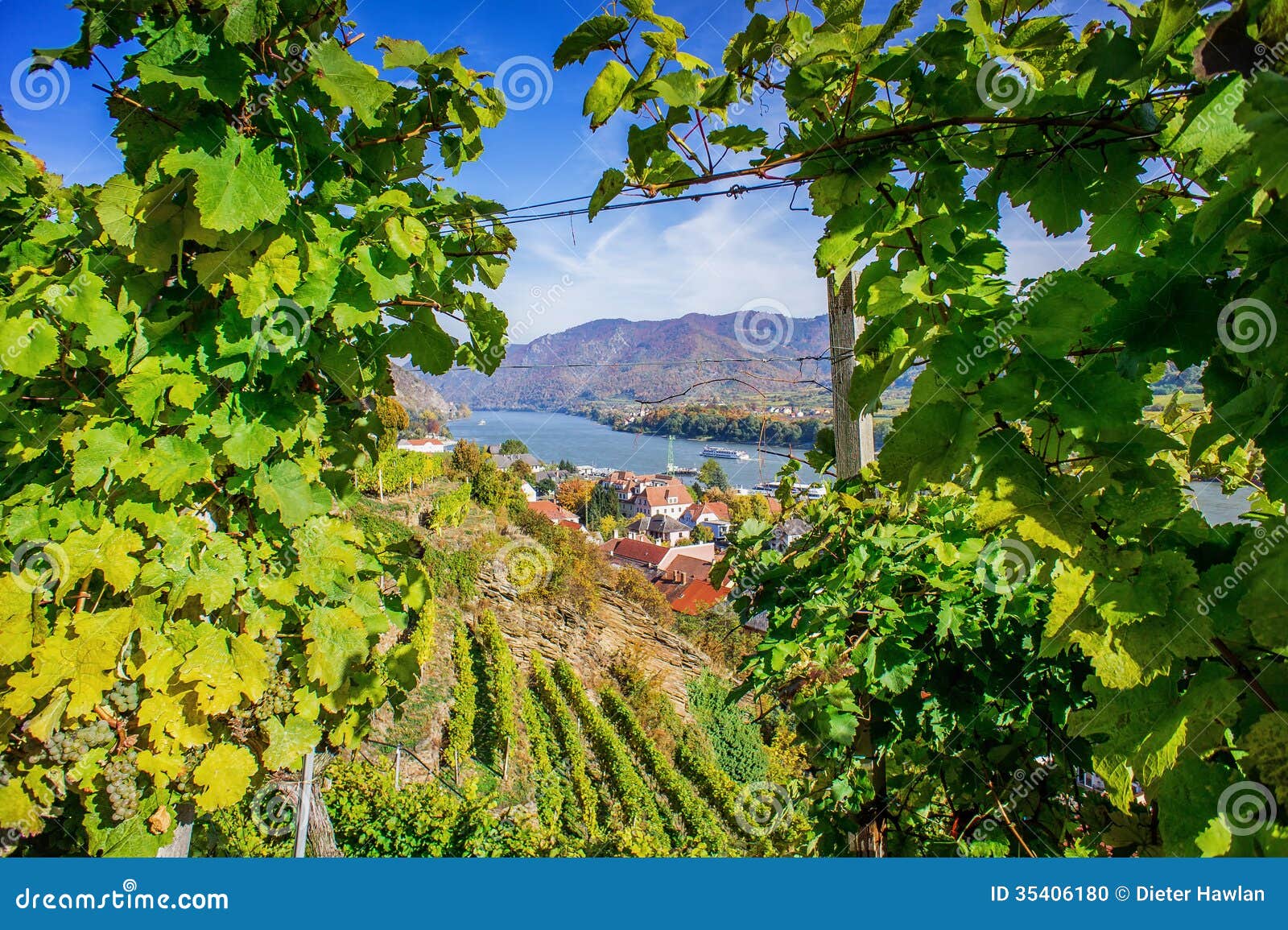 Natural Frame in a Vineyard Stock Photo - Image of lower, spire: 35406180