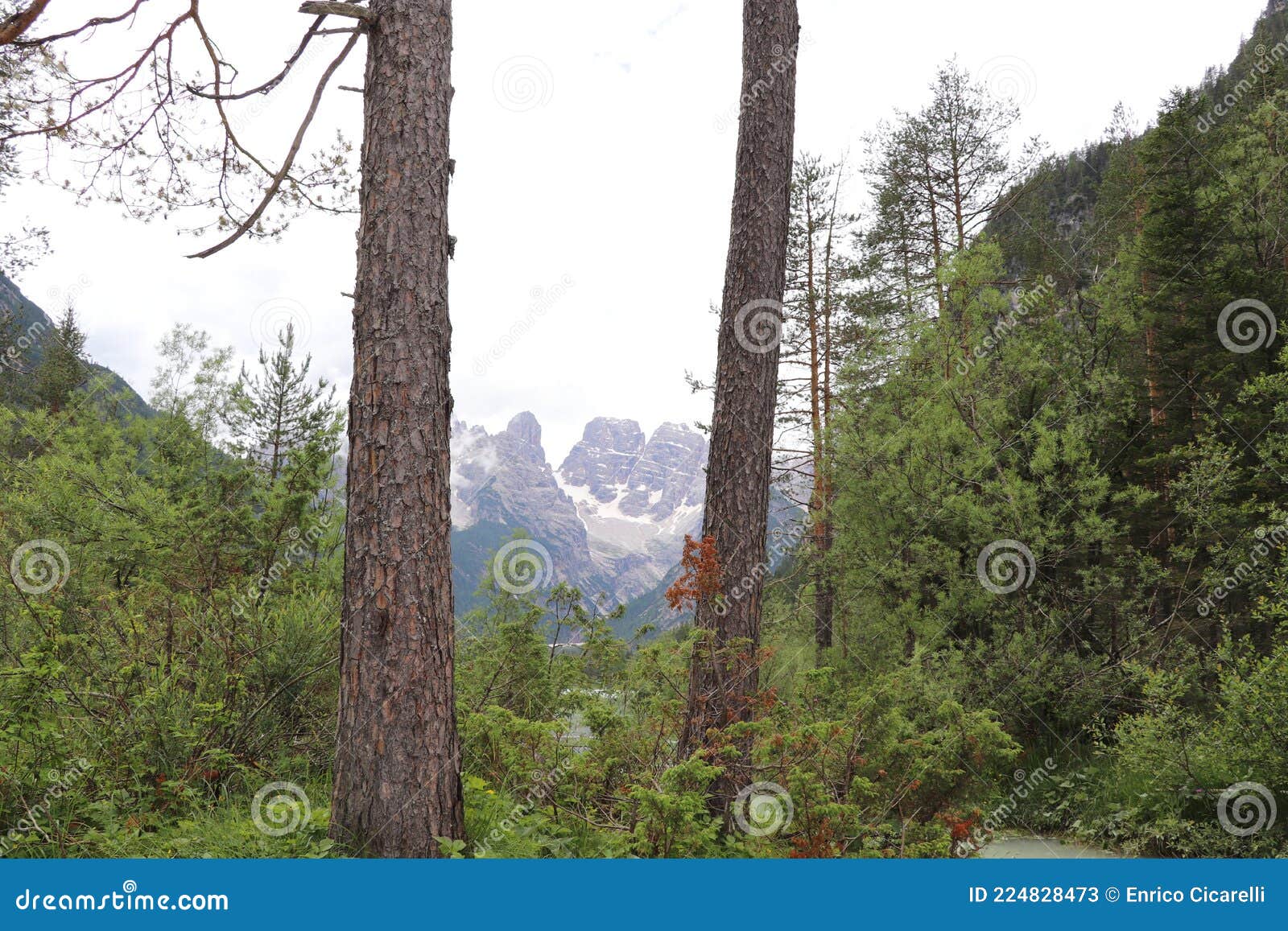 A natural framework stock image. Image of trail, vegetation - 224828473