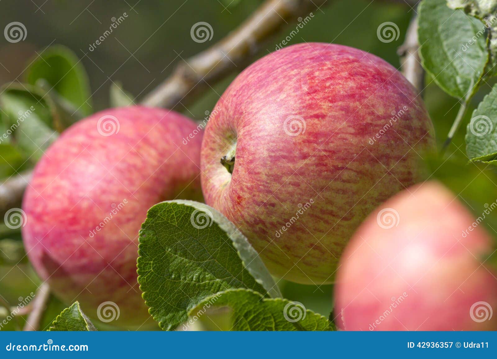 Natural Fresh Apple Growing on the Tree Stock Image - Image of ...
