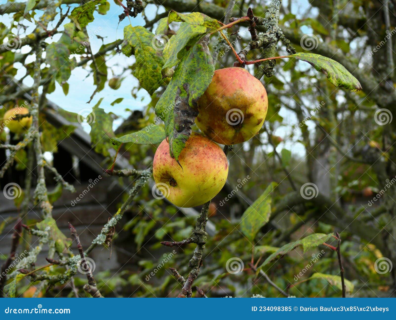 Natural Fresh Apple Growing on the Tree Stock Image - Image of ripe ...