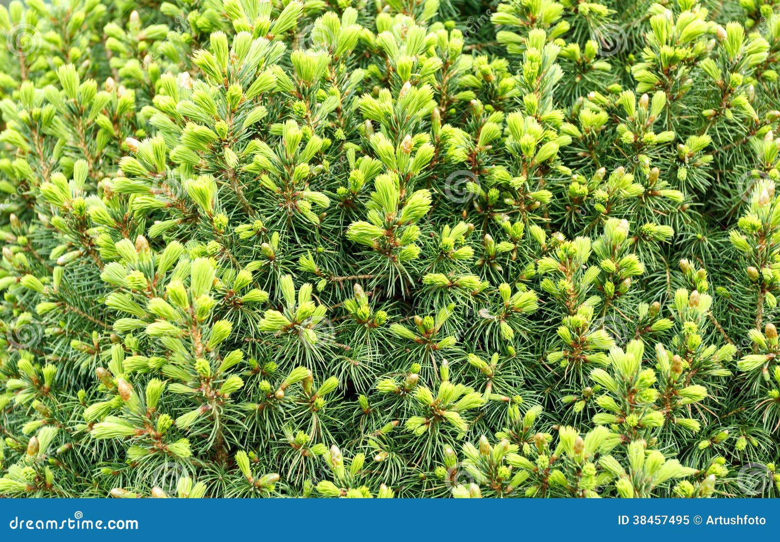 Natural Fresh Background, Conifer on the Green Stock Image - Image of ...