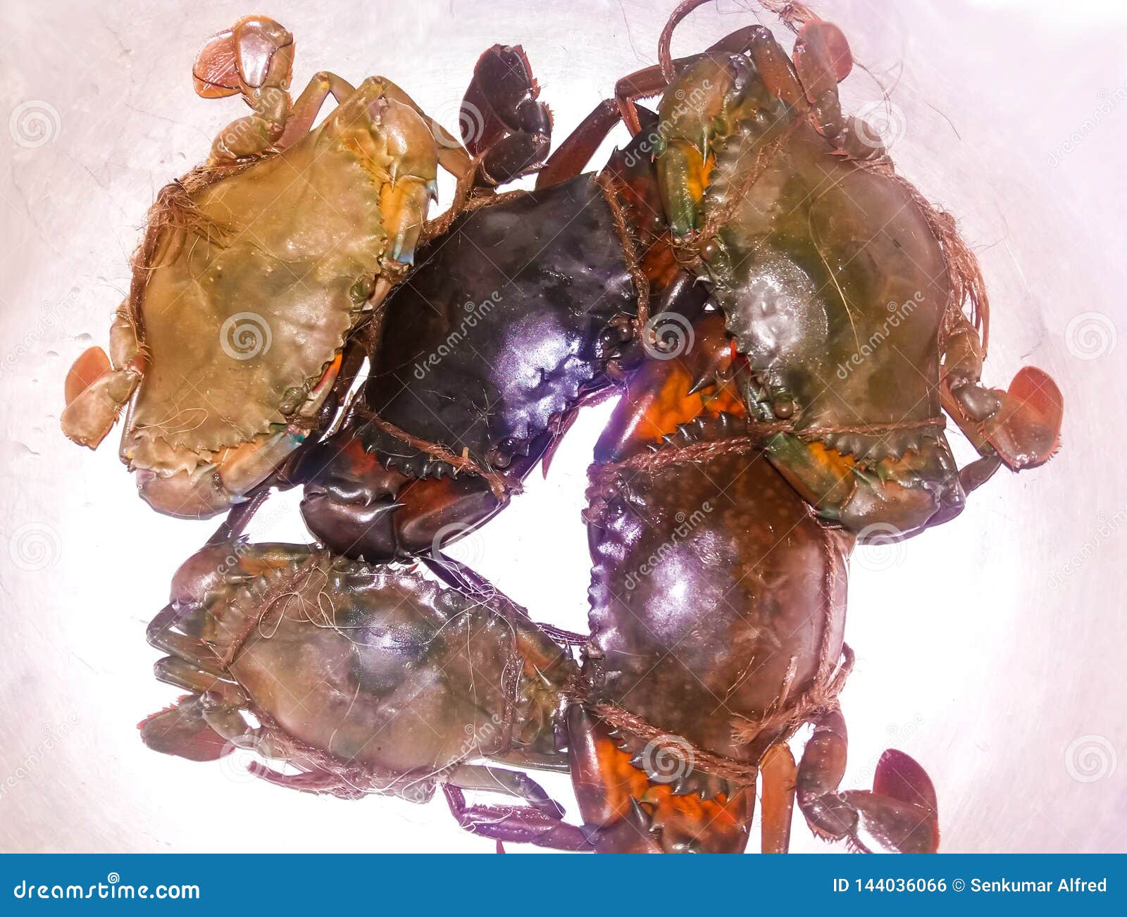 Natural Fresh Crabs stock photo. Image of alive, close - 144036066