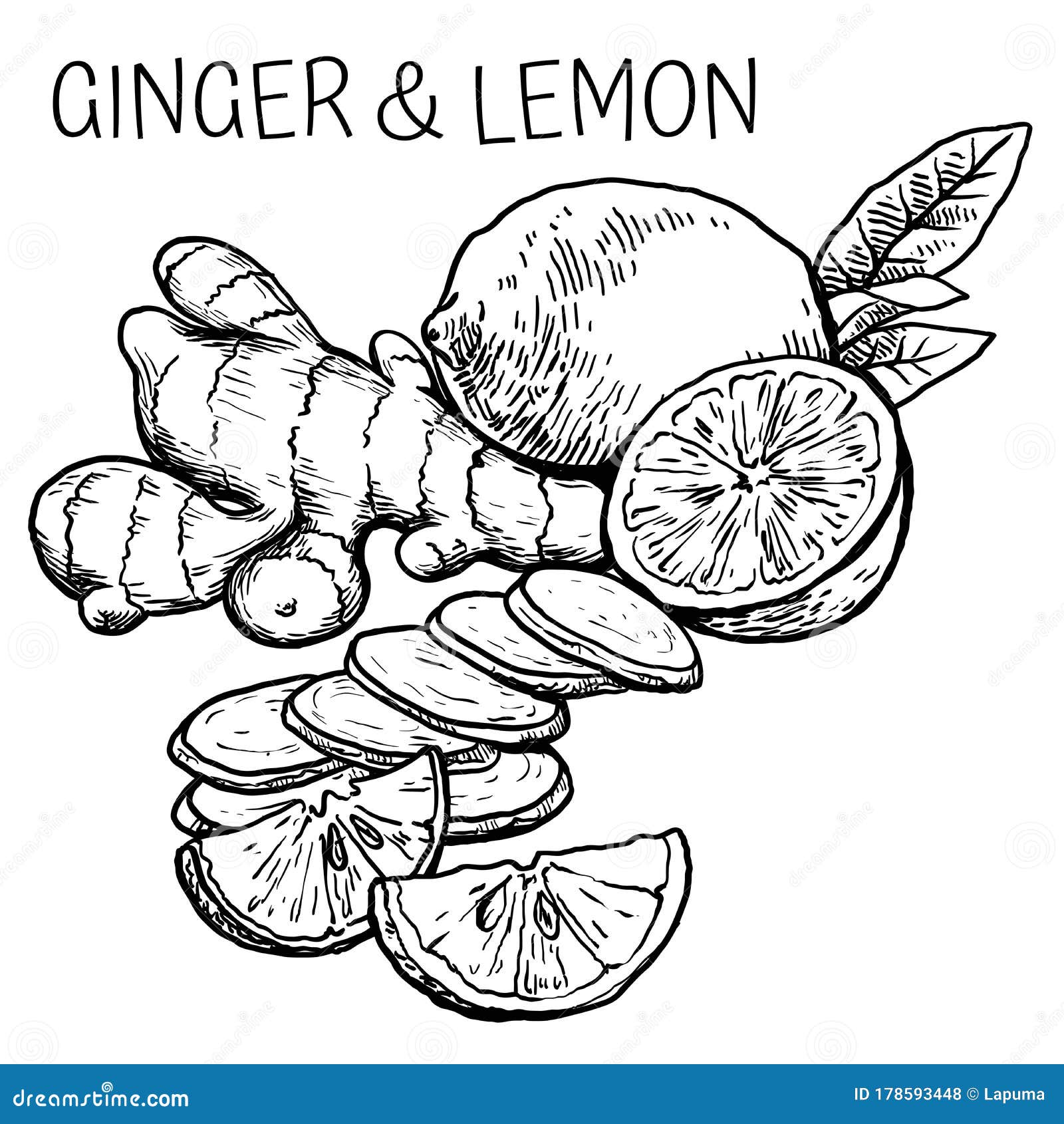 Natural Fresh Ginger Root and Lemon. Vector Sketch on a White ... Natural Fresh Ginger Root and Lemon. Vector Sketch on a White ...