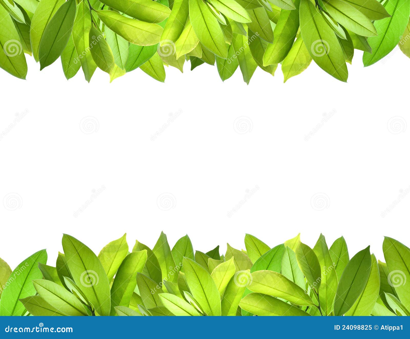 Natural Fresh Leaves Border Stock Image - Image of edge, greeting: 24098825