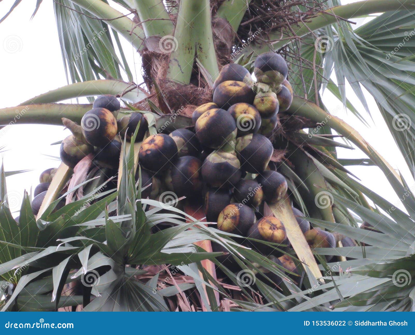 Natural Fresh Palm Tree Full of Palms Stock Photo - Image of tree, full ...