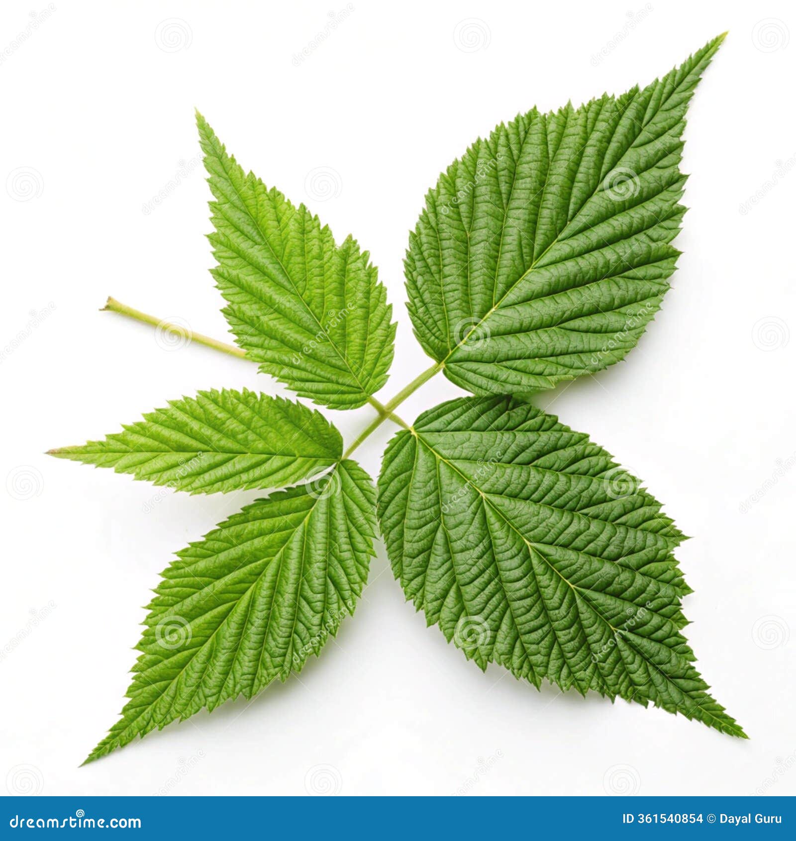 Natural and Fresh Raspberry Leaves Isolated on Transparent Background ...