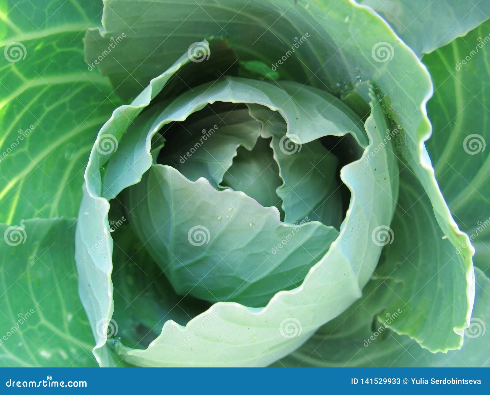 Natural Fresh White Cabbage in the Garden Close-up Stock Image - Image ...