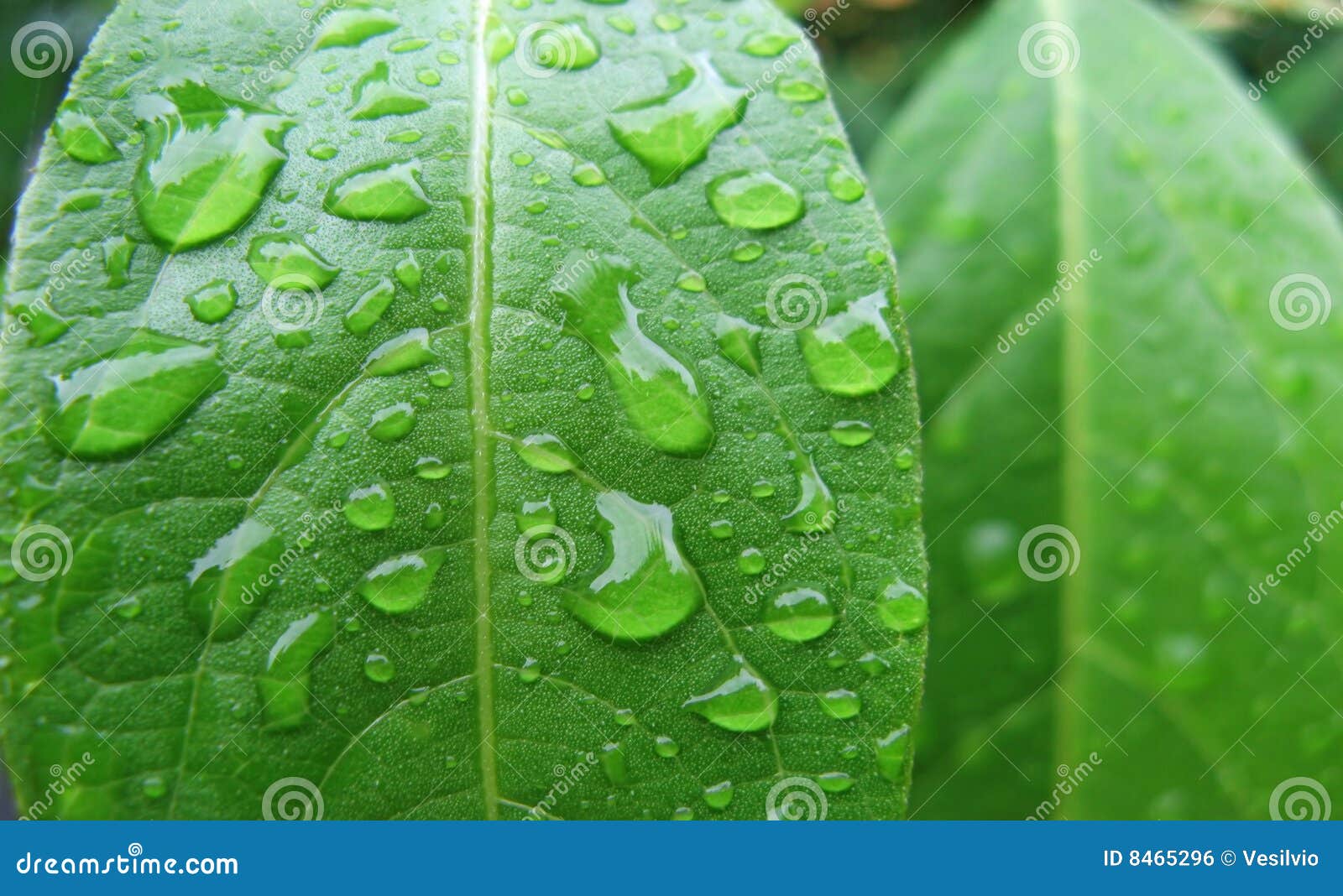 Natural freshness stock photo. Image of fresh, ideas, freshness - 8465296