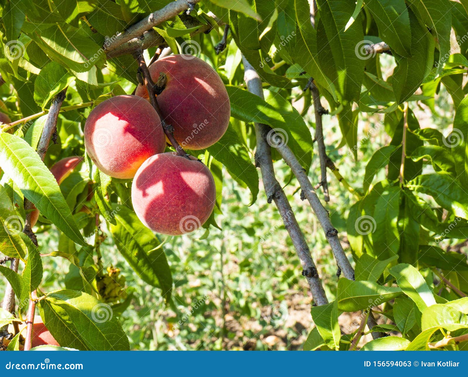 Natural Fruit. Peaches on Peach Tree Branches Stock Image - Image of ...