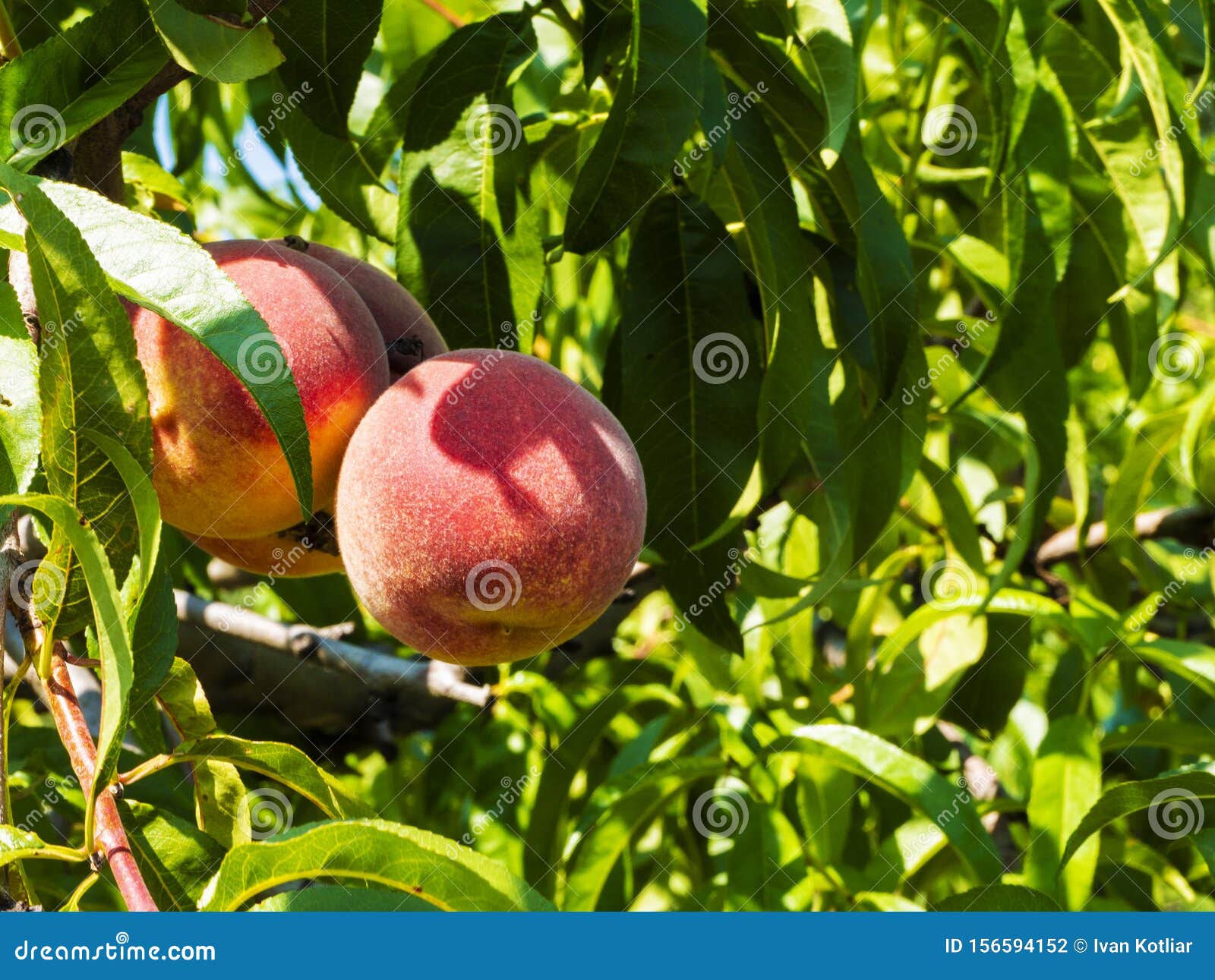 Natural Fruit. Peaches on Peach Tree Branches Stock Photo - Image of ...