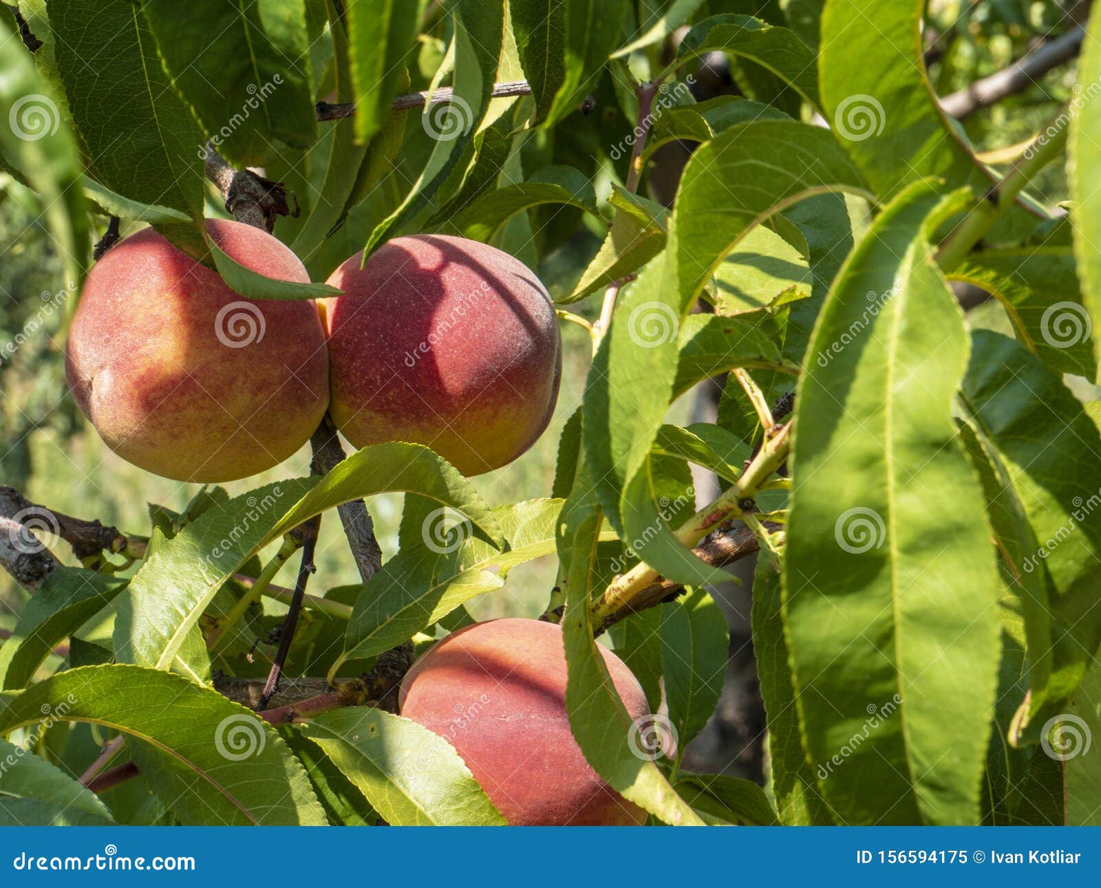 Natural Fruit. Peaches on Peach Tree Branches Stock Image - Image of ...