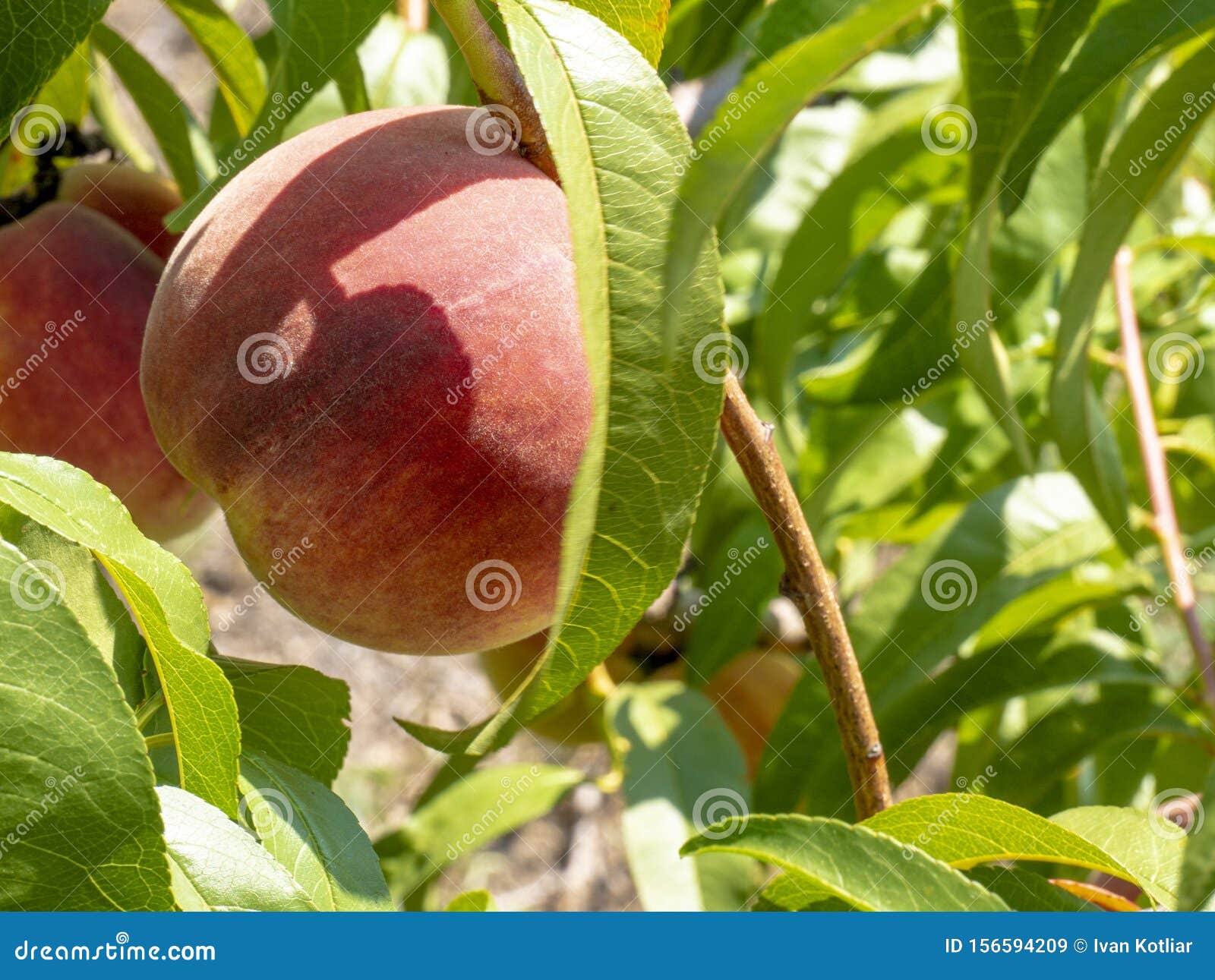 Natural Fruit. Peaches on Peach Tree Branches Stock Image - Image of ...