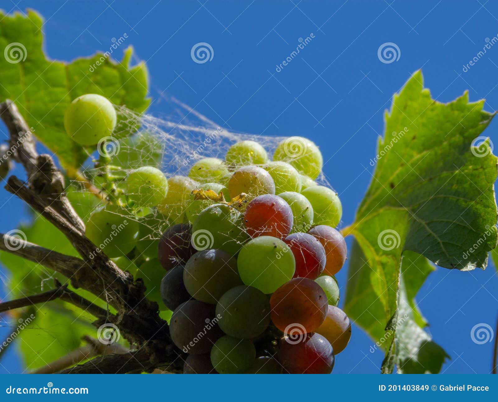 Grapes Covered with Spider Webs Stock Image - Image of closeup, juicy ...
