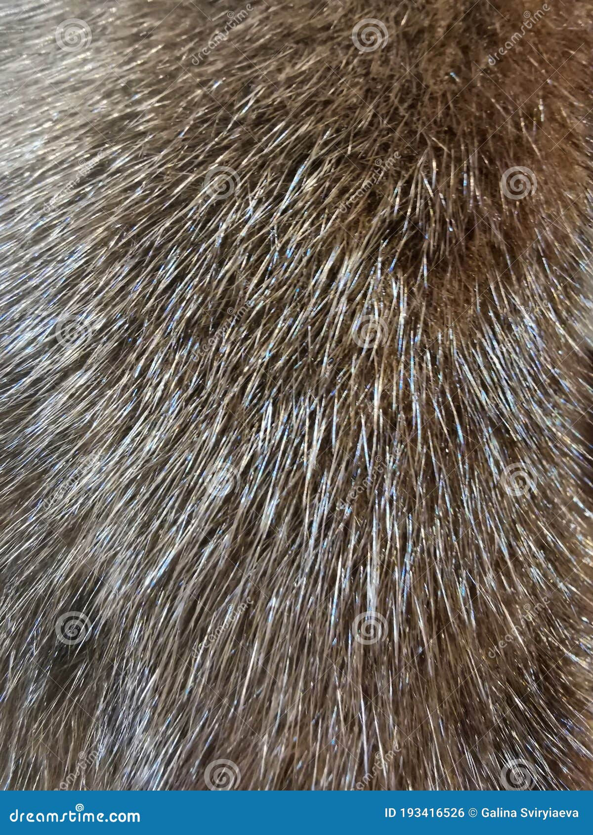 Natural Fur Products Processing and Coloring Natural Fur Stock Photo ...