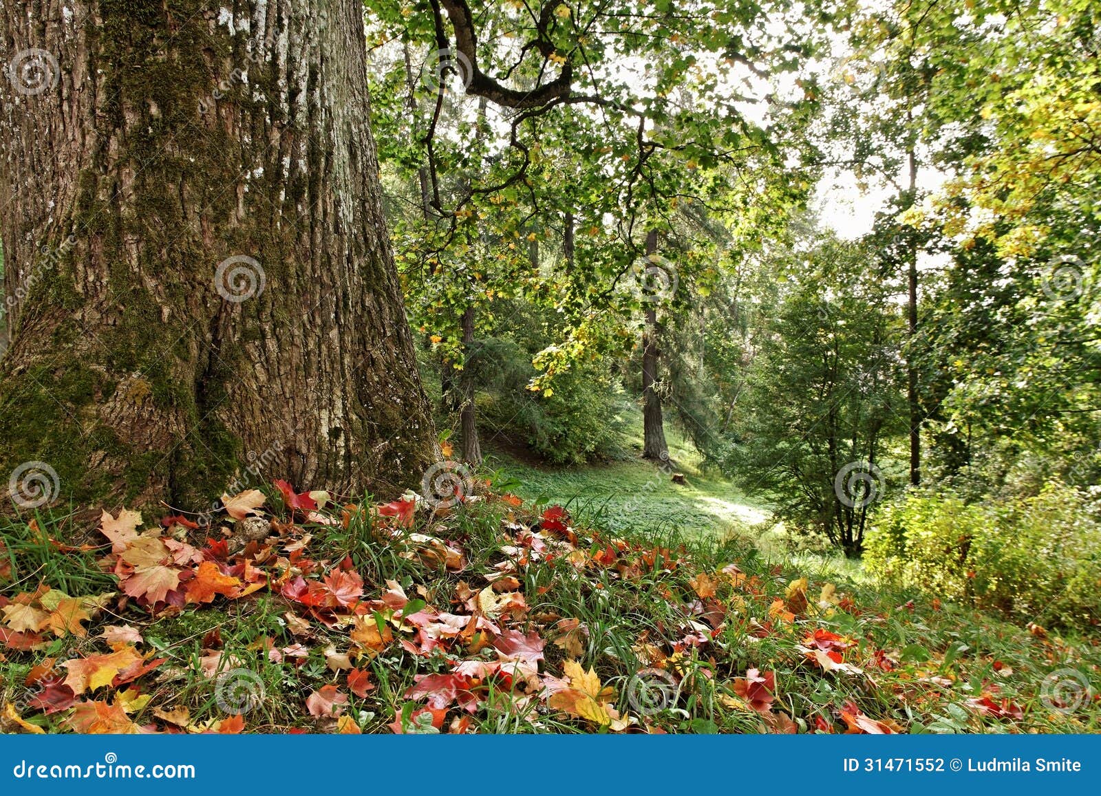 Natural glade. stock photo. Image of countryside, fall - 31471552
