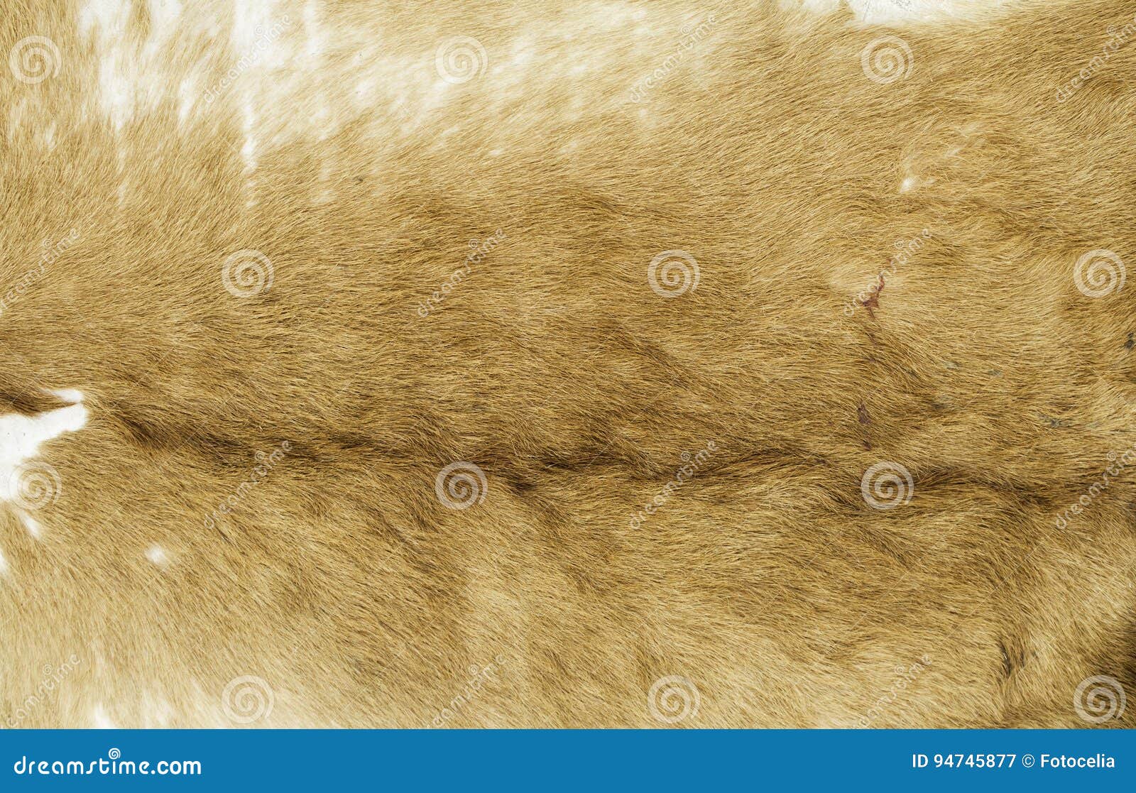 Natural goat skin stock image. Image of body, maroon - 94745877