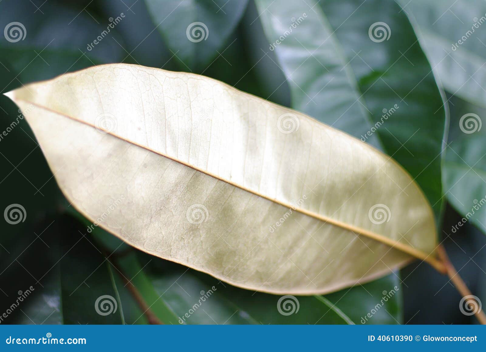 Natural Golden Background With Bright Shiny Gold Texture Stock ...