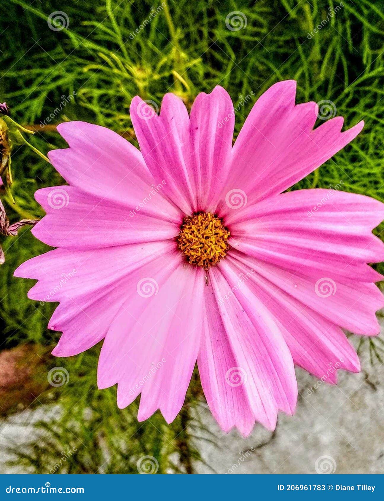 Natural Gorgeous Color Pink Flower Stock Image - Image of natural ...