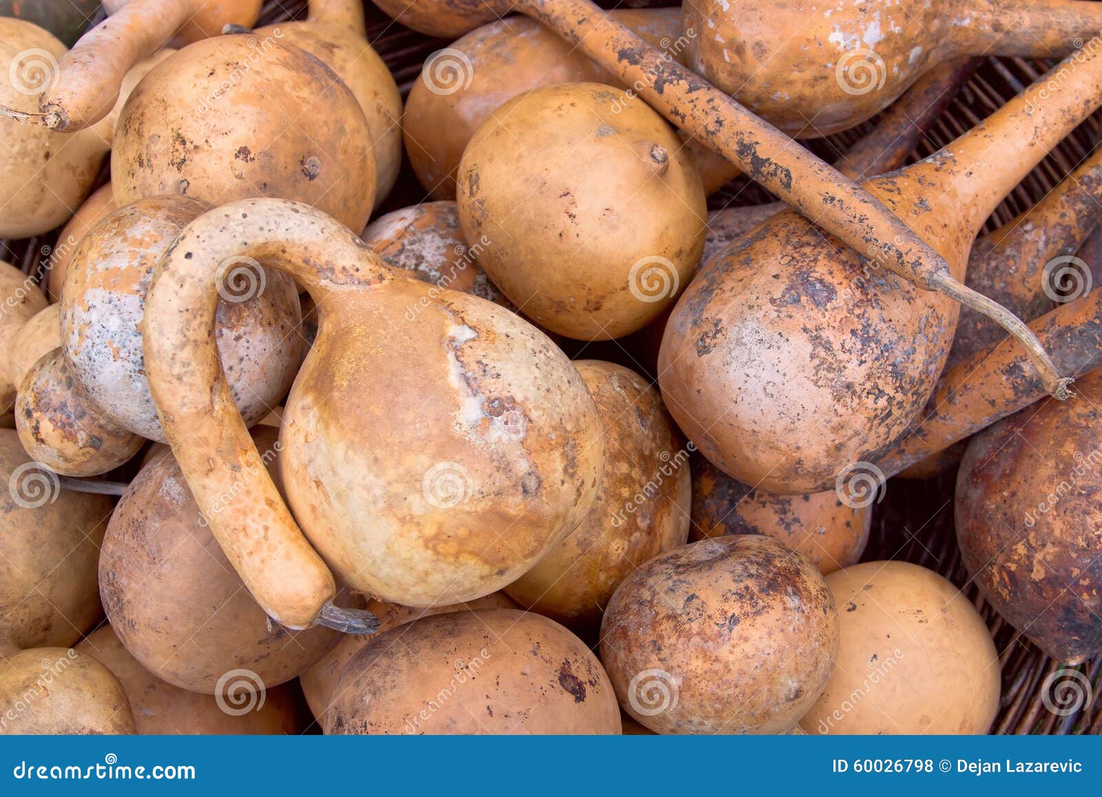 Natural gourds stock photo. Image of green, spaghetti - 60026798