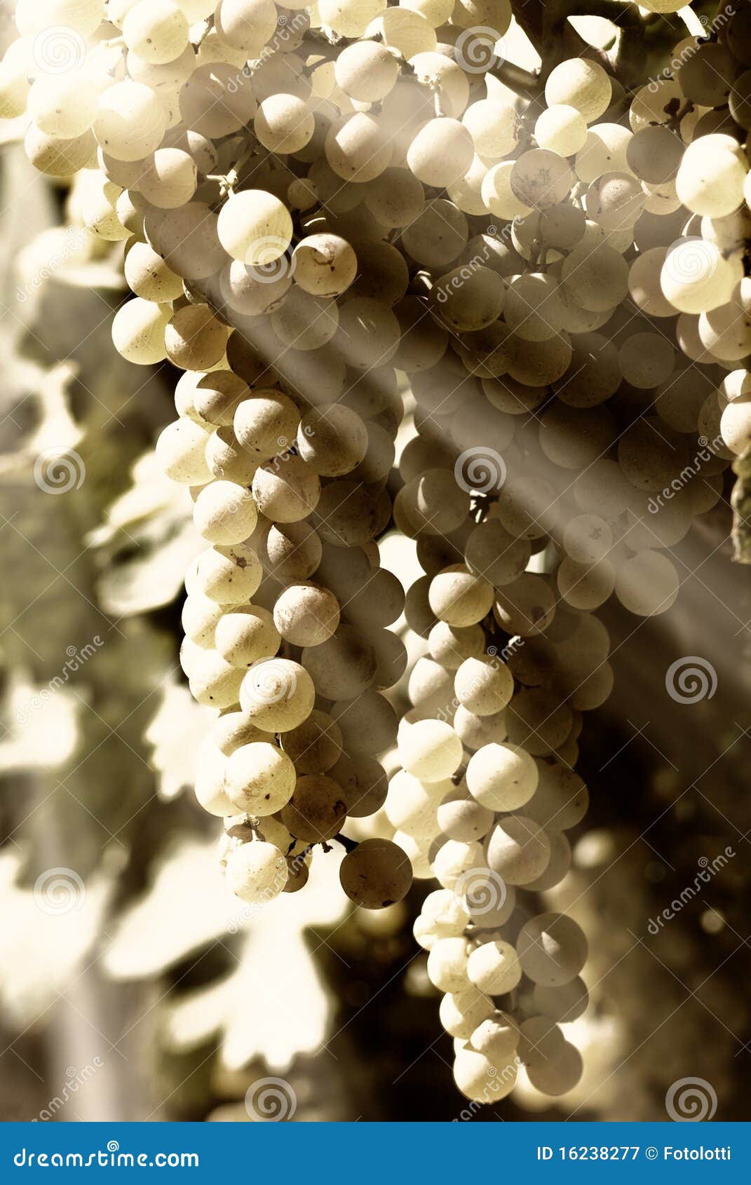 Natural grape stock image. Image of afternoon, beautiful - 16238277