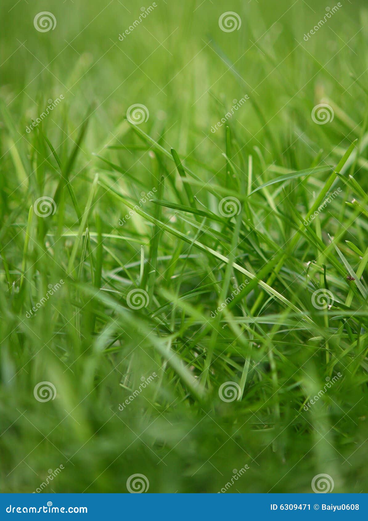 Natural grass stock image. Image of color, closeup, contrast - 6309471