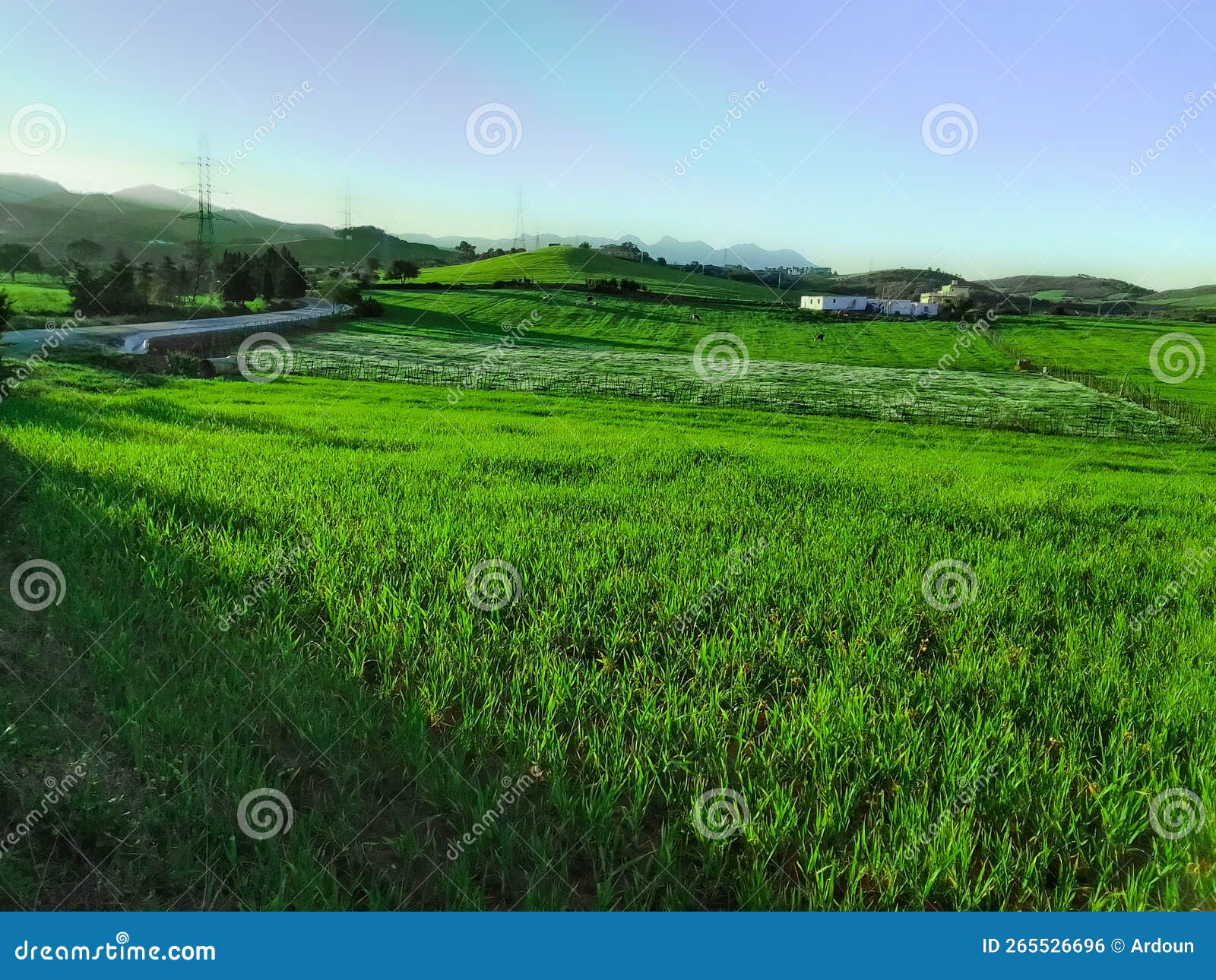 Natural Grass Field Pasture for Cattle in the Spring Season Stock Photo ...