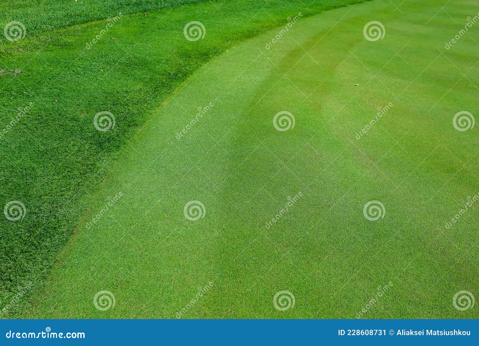 Natural Grass in a Golf Field Background Stock Image - Image of space ...
