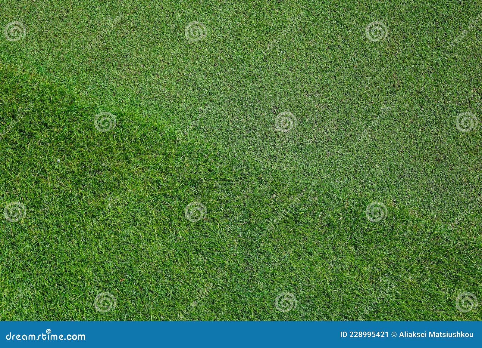 Natural Grass in a Golf Field Background Stock Image - Image of leisure ...