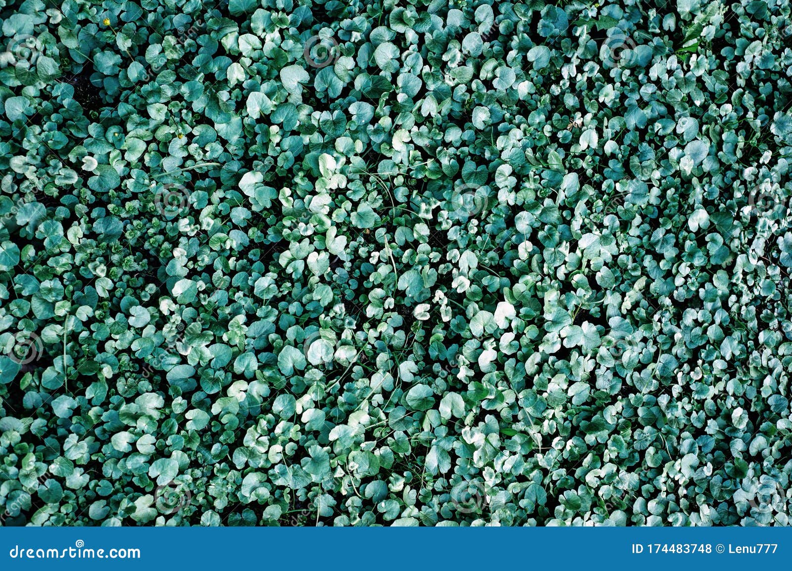 Natural Grass Pattern. Spring Leaves Pattern. Emerald Landscape. Top ...