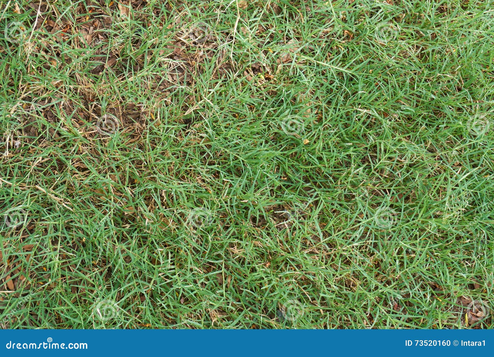 Natural Grass among Rotting Leaves Lying on the Ground. Stock Photo ...