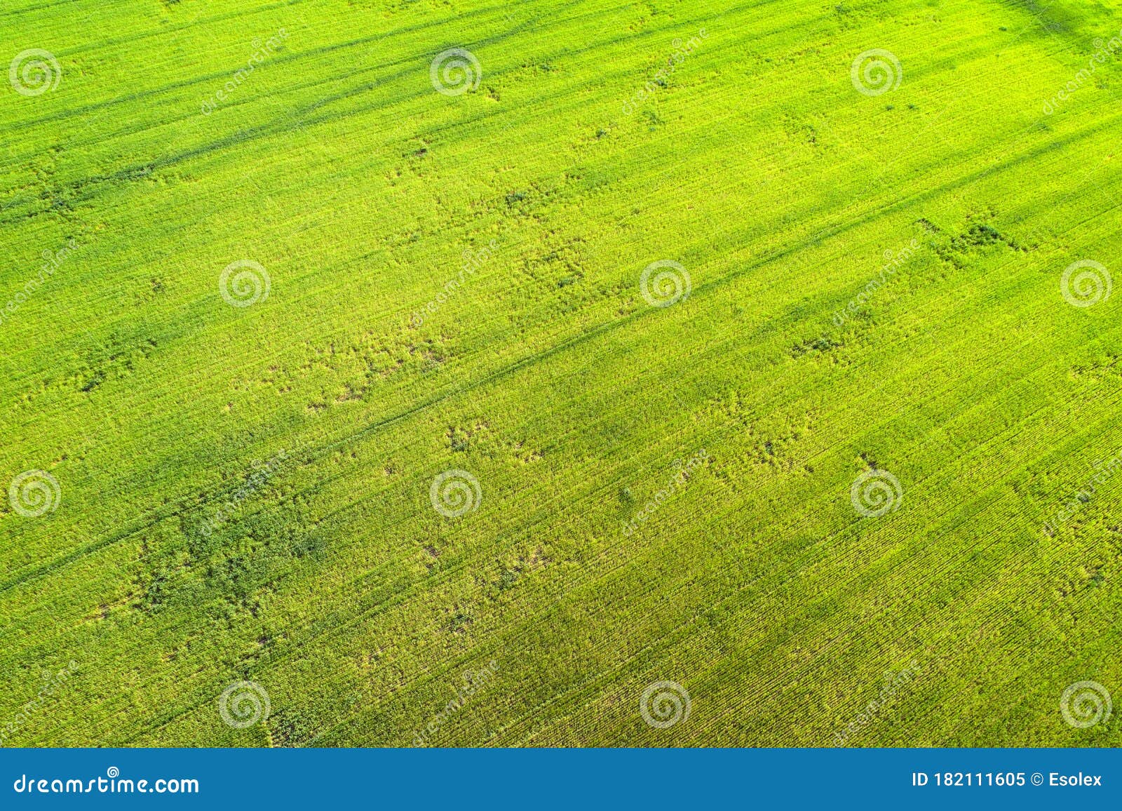 Natural Grass Texture. Aerial View of Agricultural Field Stock Image ...