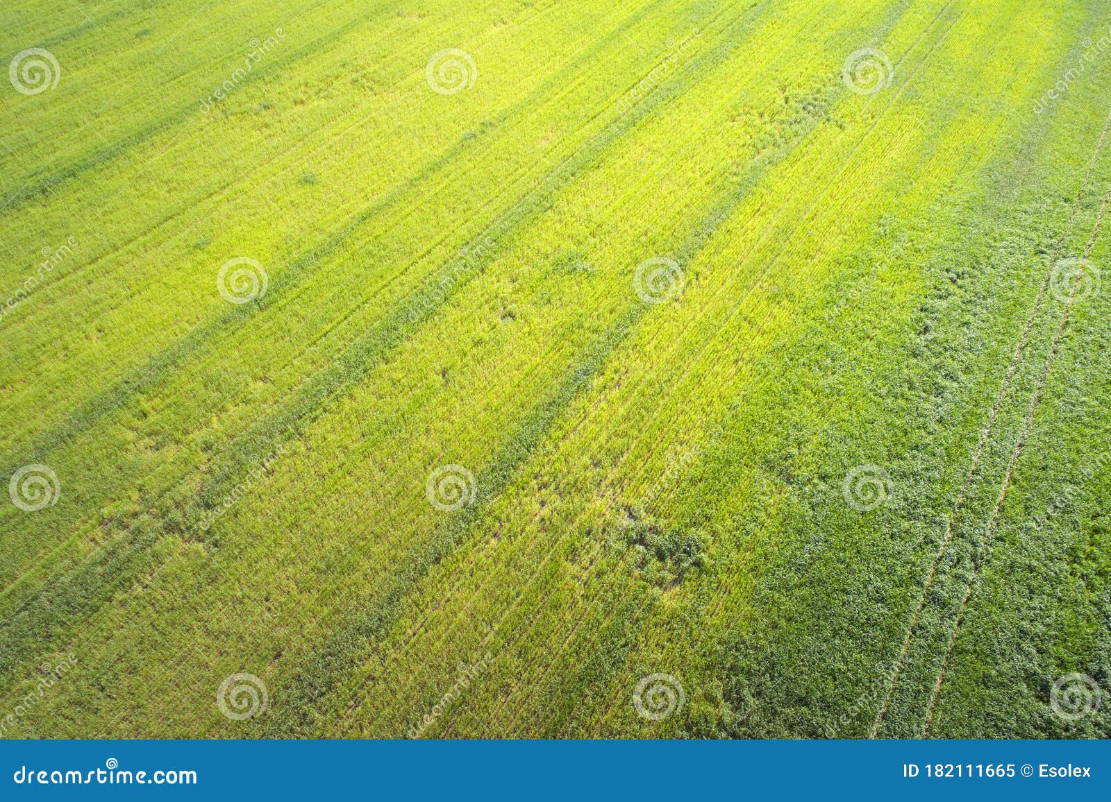 Natural Grass Texture. Aerial View of Agricultural Field Stock Image ...