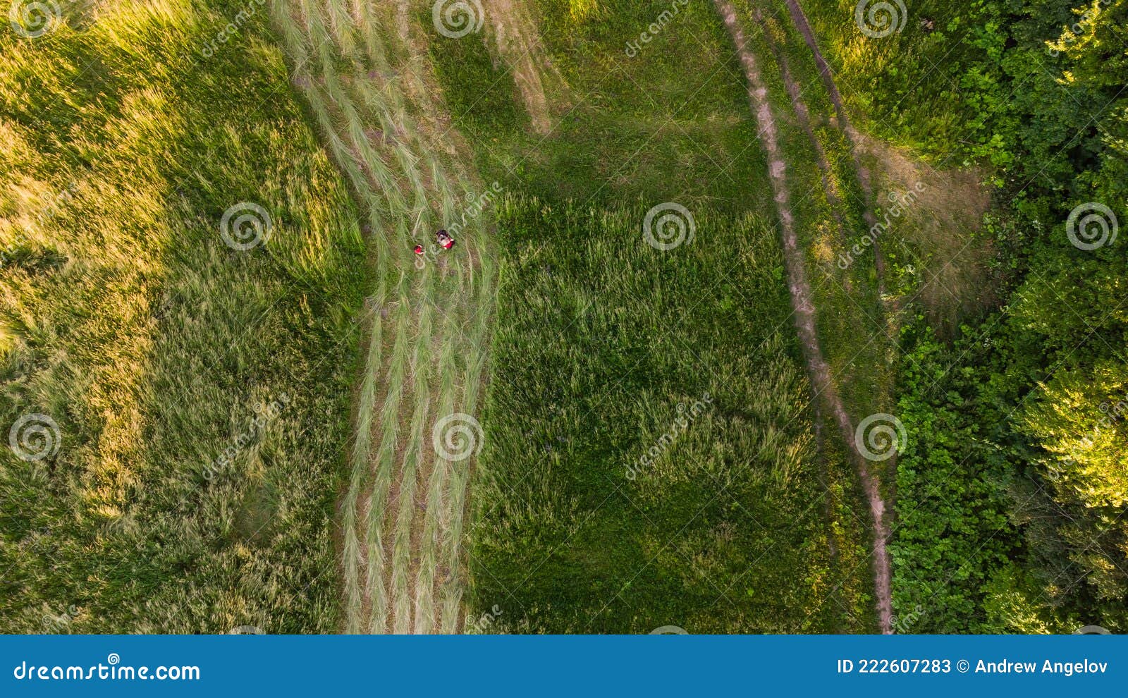 Natural Grass Texture, Aerial View of Park Stock Image - Image of ...