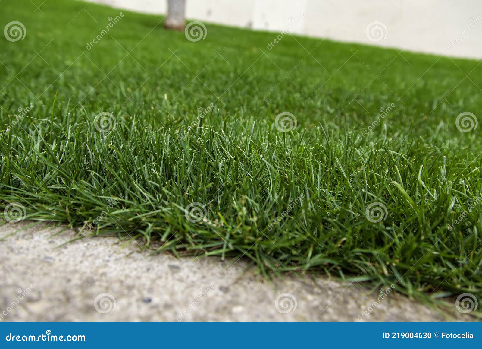 Natural grass texture stock photo. Image of background - 219004630
