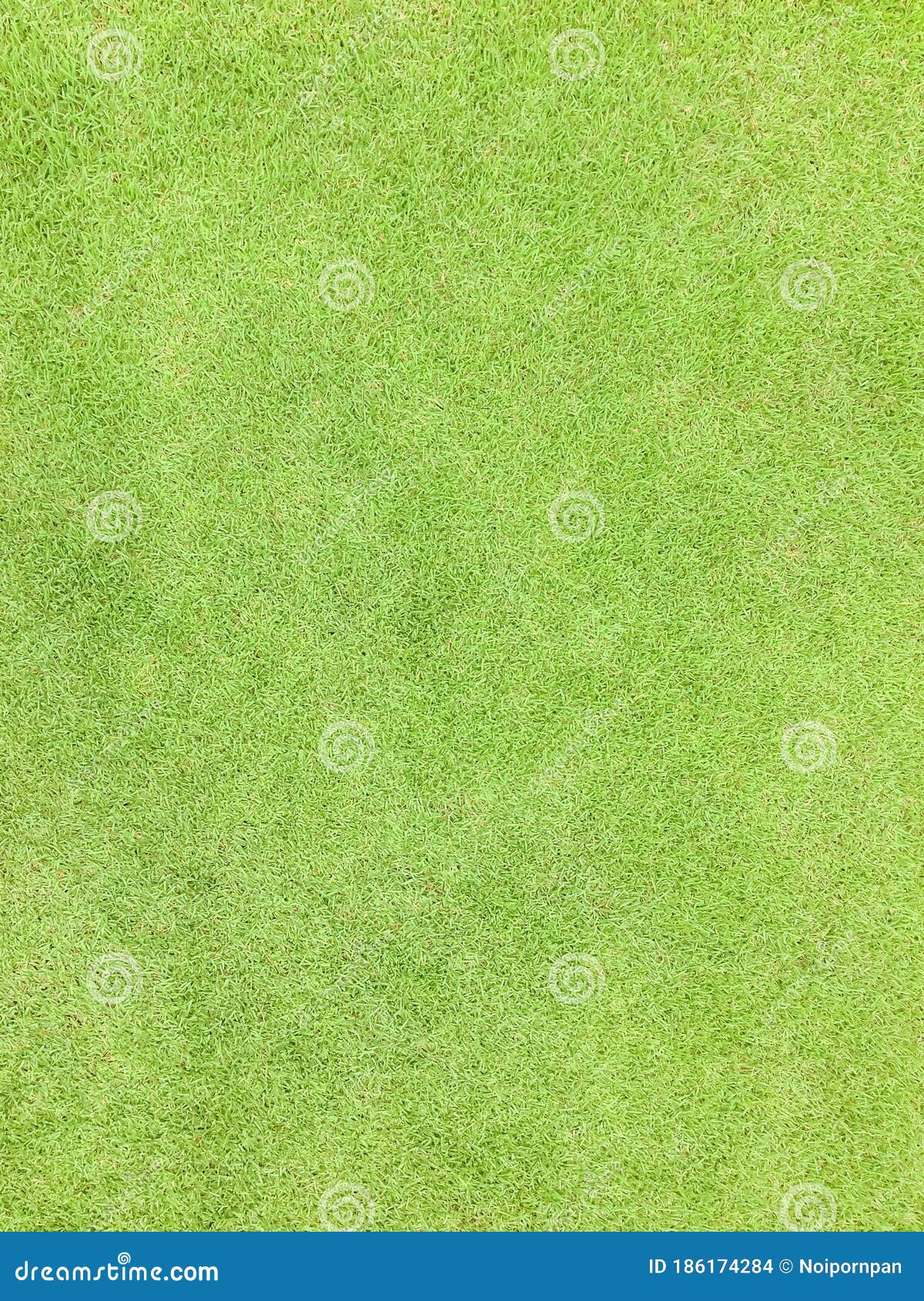 Natural Grass Texture Pattern Background Golf Course Turf Lawn from Top ...