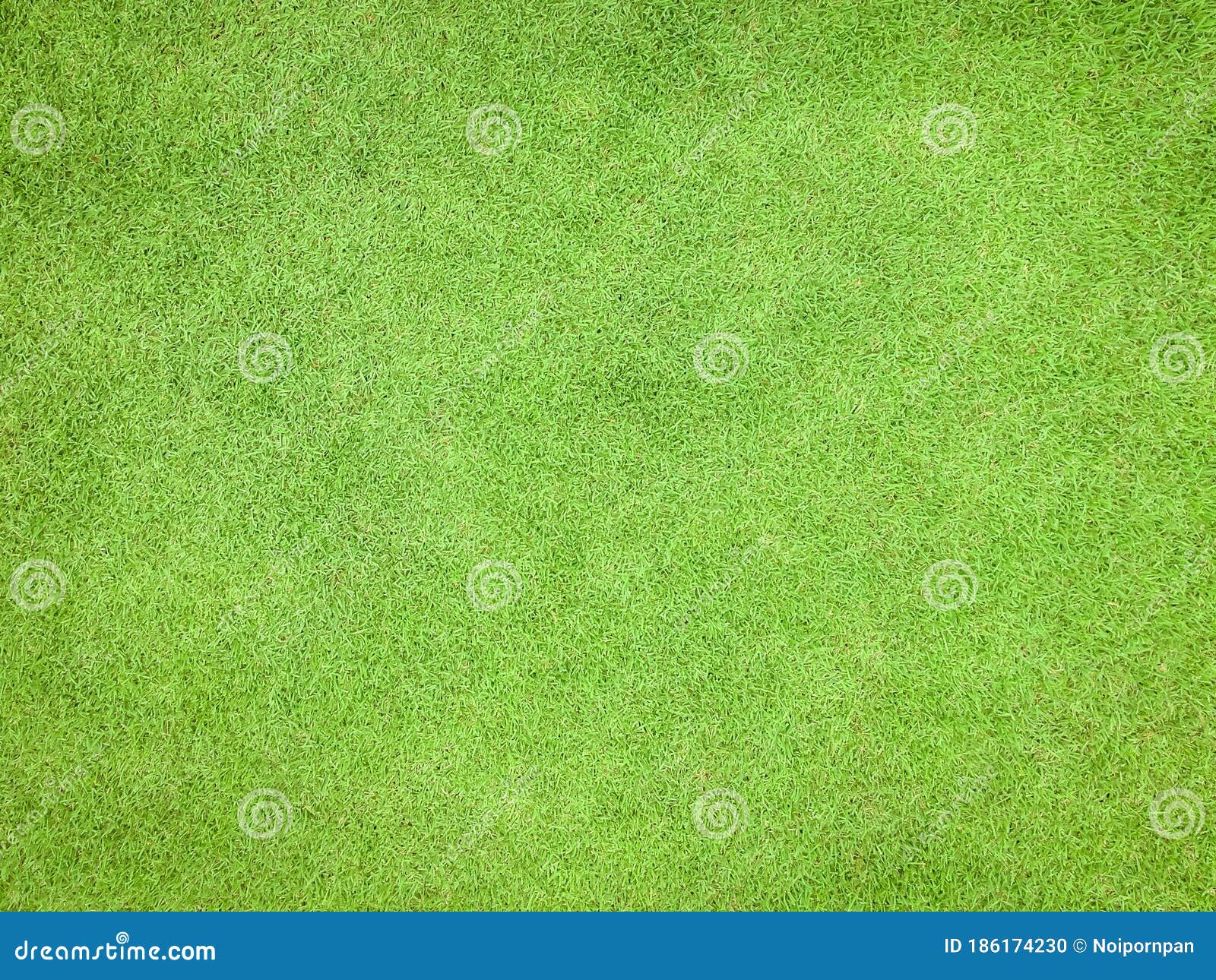 Natural Grass Texture Pattern Background Golf Course Turf Lawn from Top ...